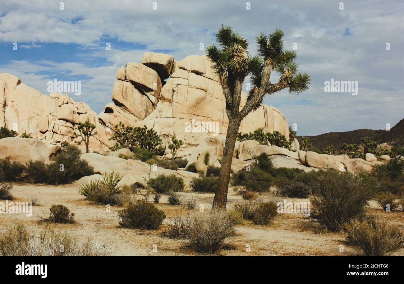 Rocks and Tree in Joshua Tree National Park Stock Photo - Alamy