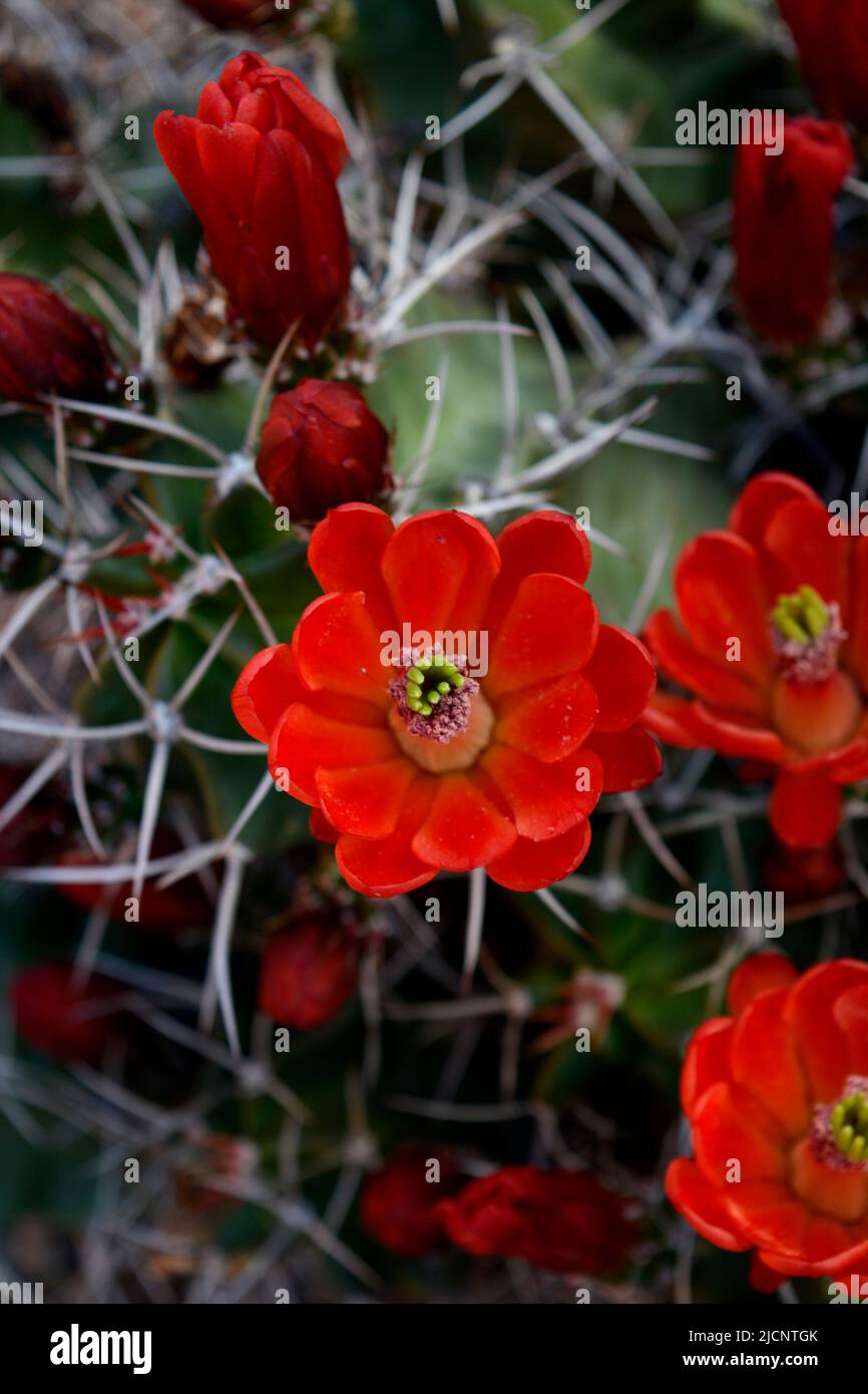 A claret cup cactus (Echinocereus triglochidiatus) blooms in the ...