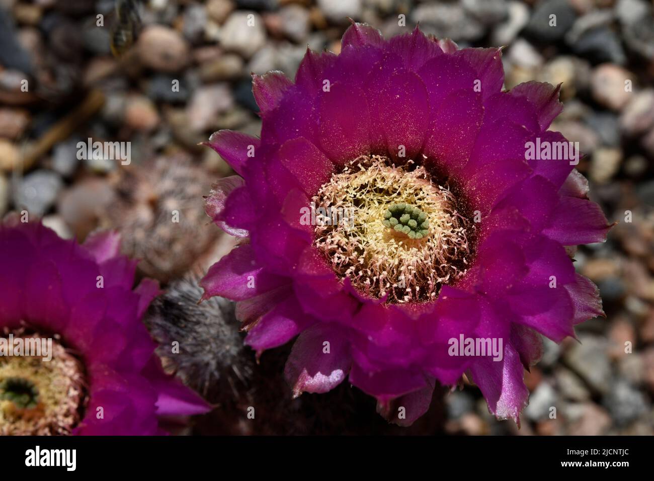 A Kuenzler's hedgehog (Echinocereus fendler) cactus blooming in the ...