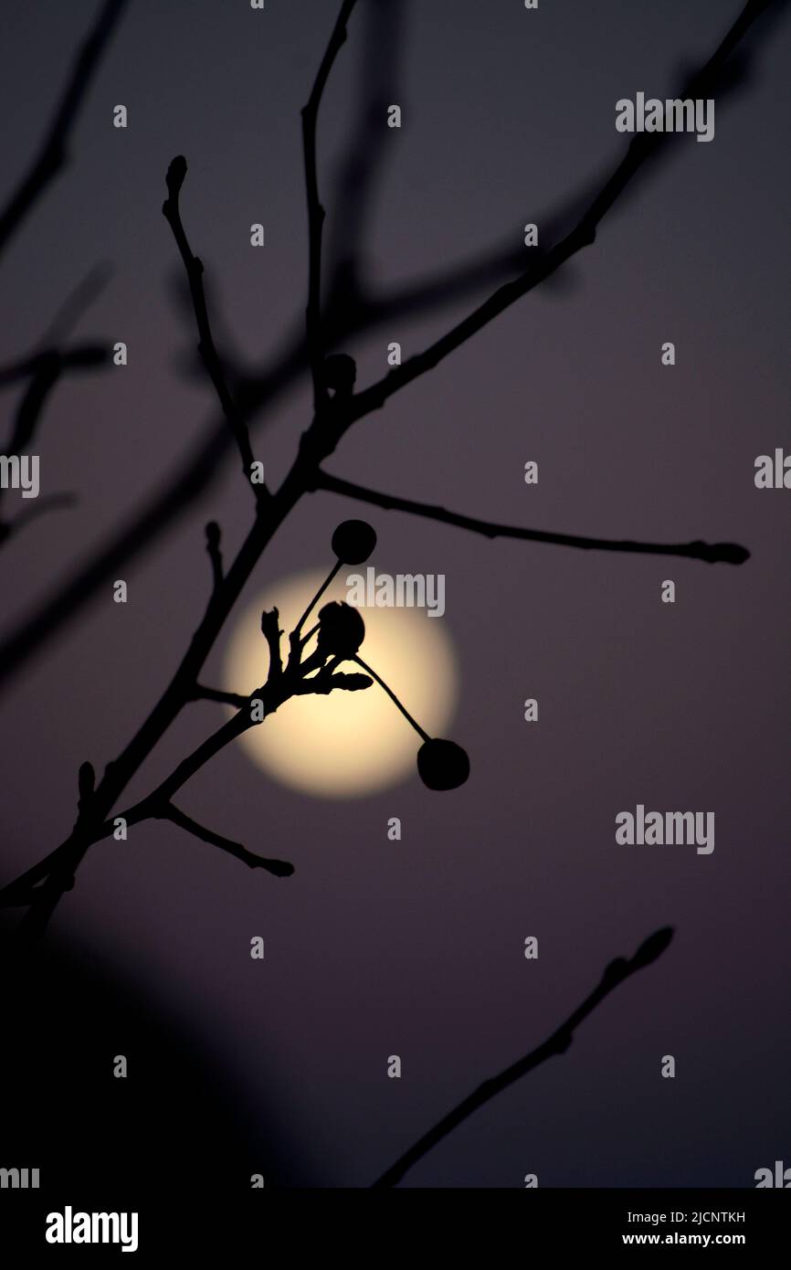 A full moon glows in the winter sky through the dormant branches of an ...