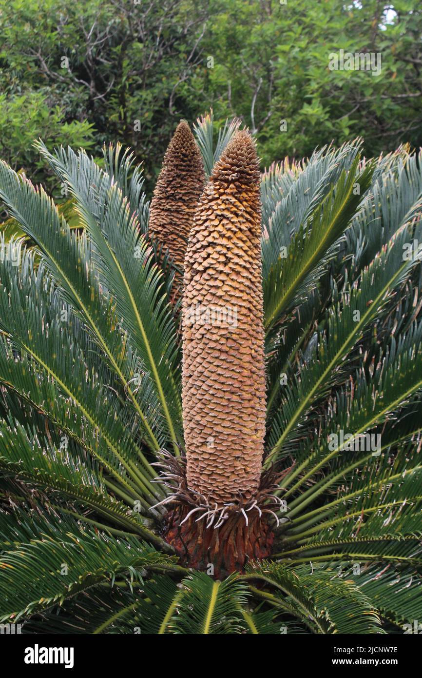 Cone of Cycas revoluta Stock Photo - Alamy