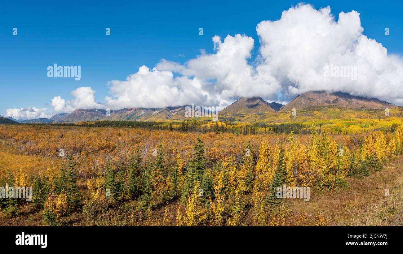 Fall in the boreal forest of Canada with yellow colored trees and blue ...