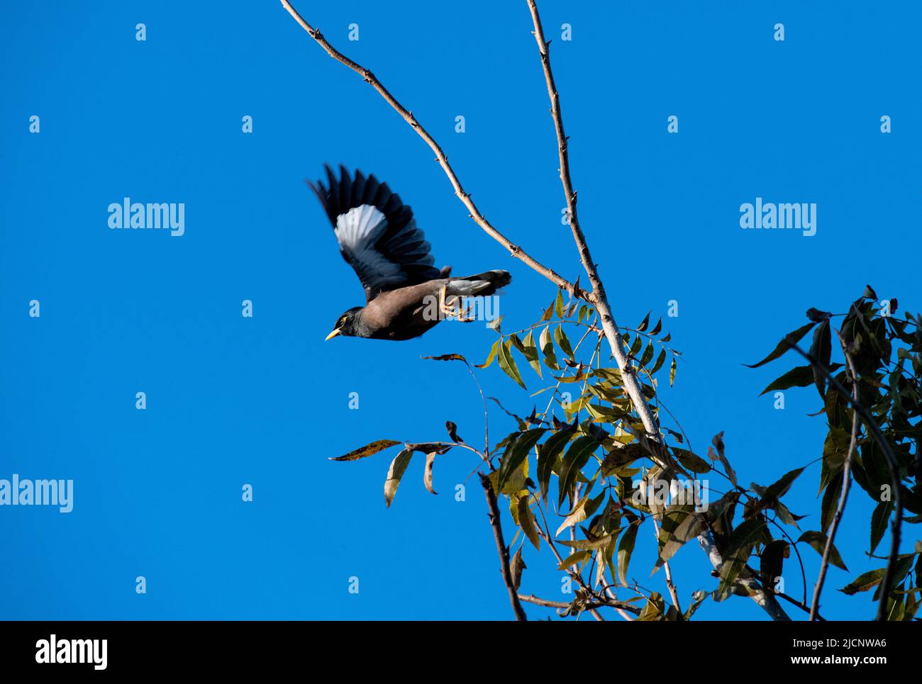 An Australian Common Myna (Acridotheres tristis) taking off from a tree ...