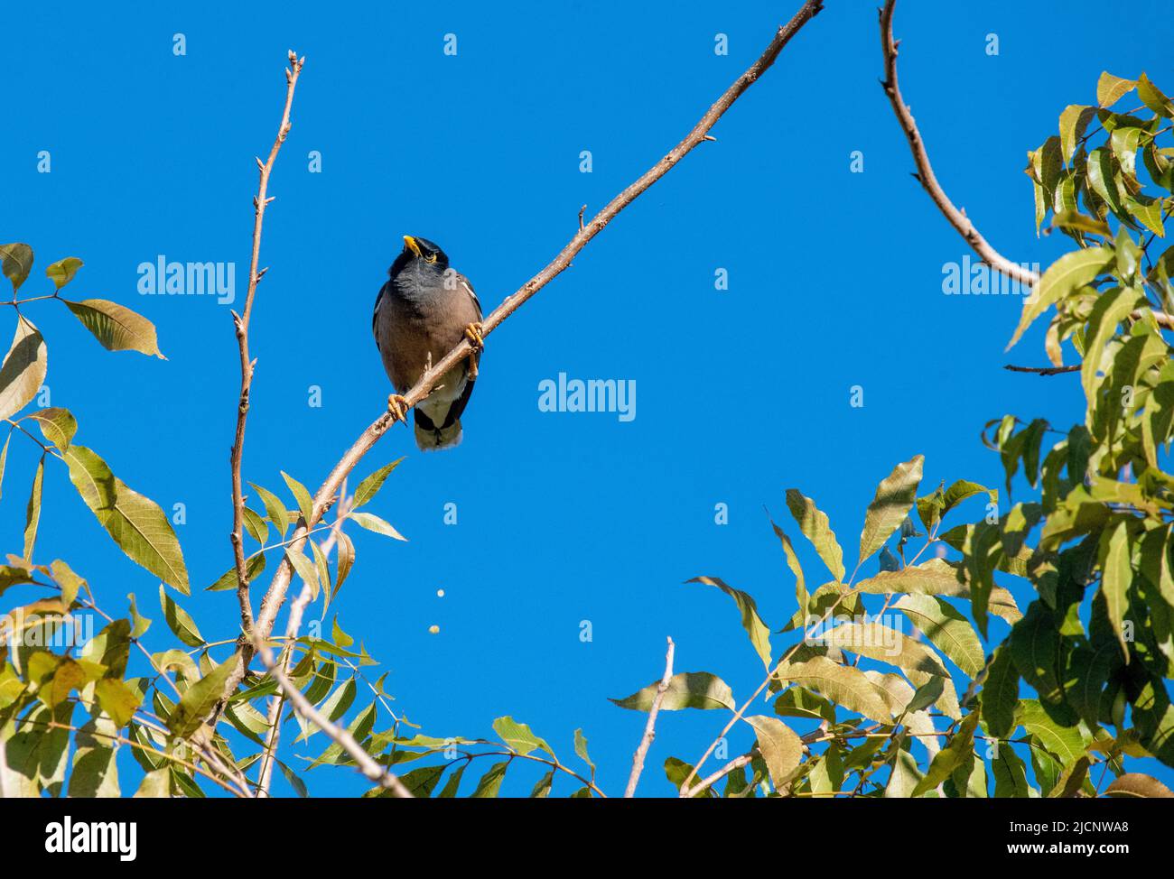 An Australian Common Myna (Acridotheres tristis) perched on a tree in ...