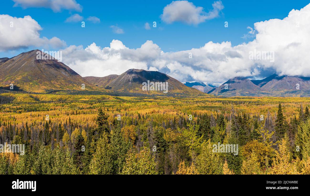 Fall in the boreal forest of Canada with yellow colored trees and blue ...