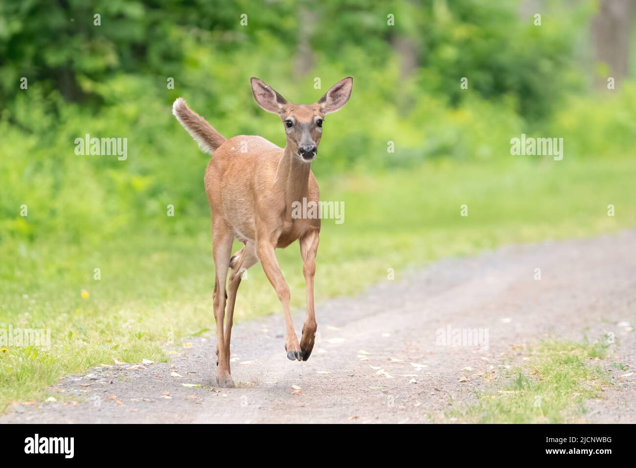 Ansonia hi-res stock photography and images - Alamy