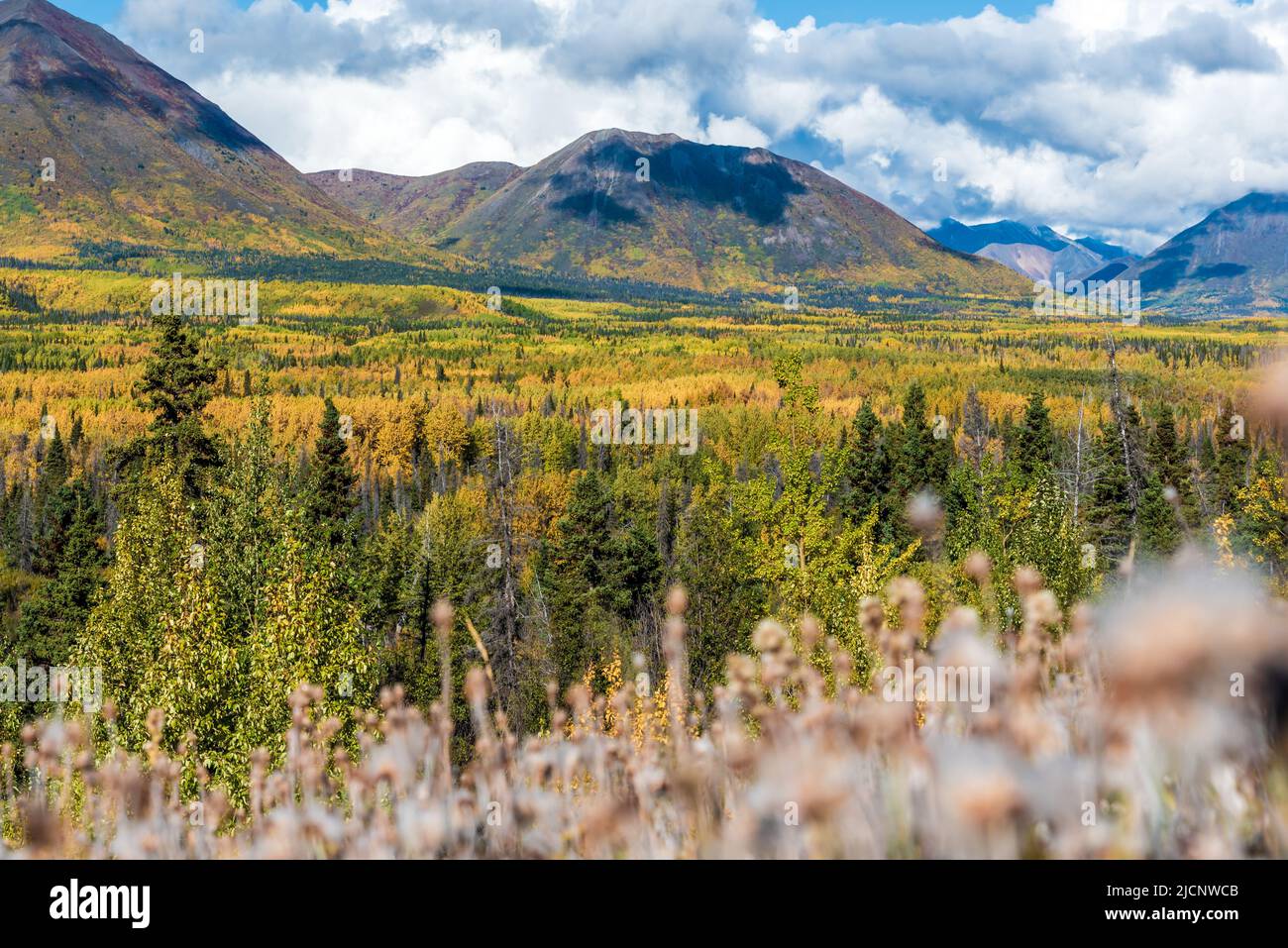 Fall in the boreal forest of Canada with yellow colored trees and blue ...