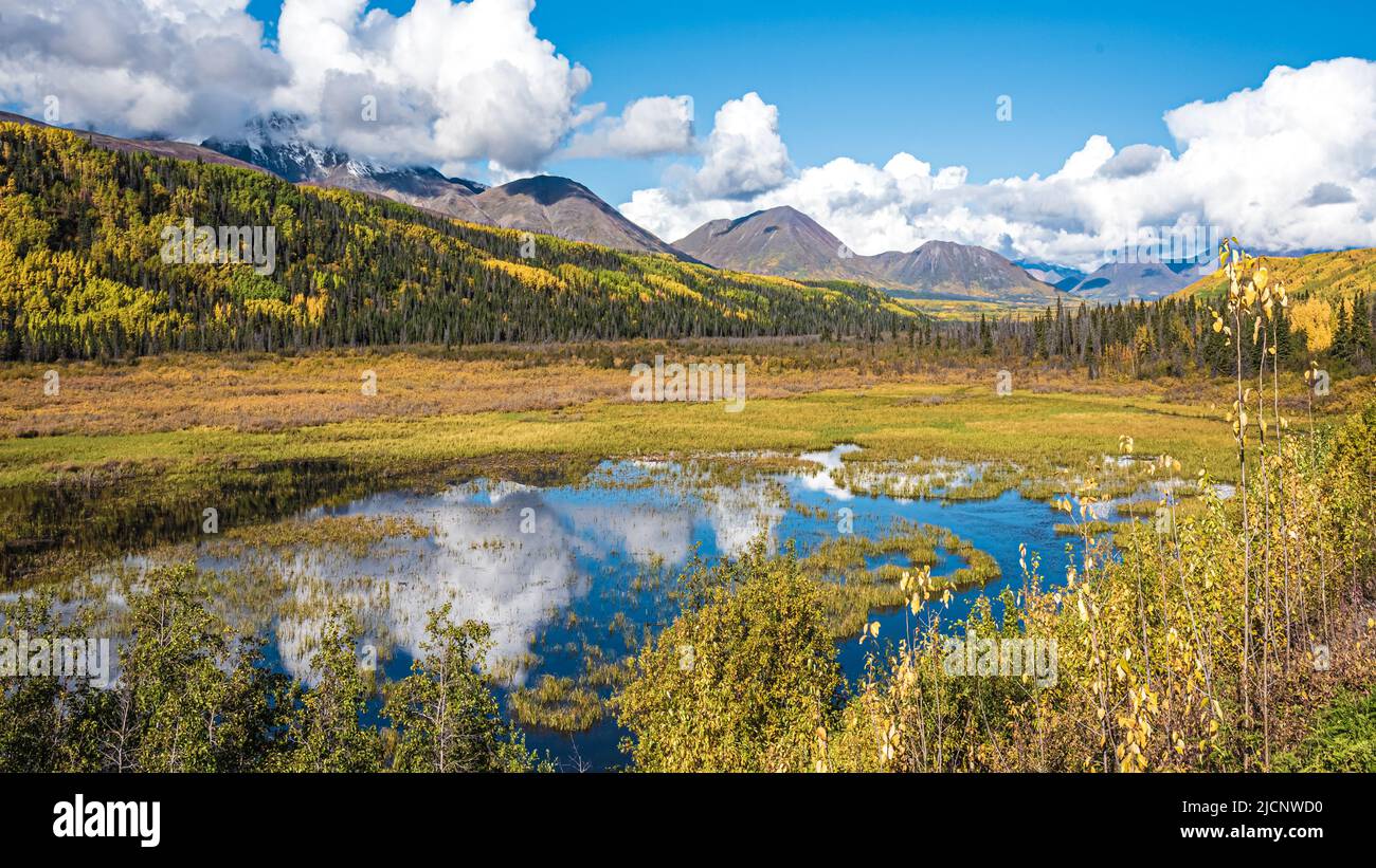 Fall in the boreal forest of Canada with yellow colored trees and blue ...