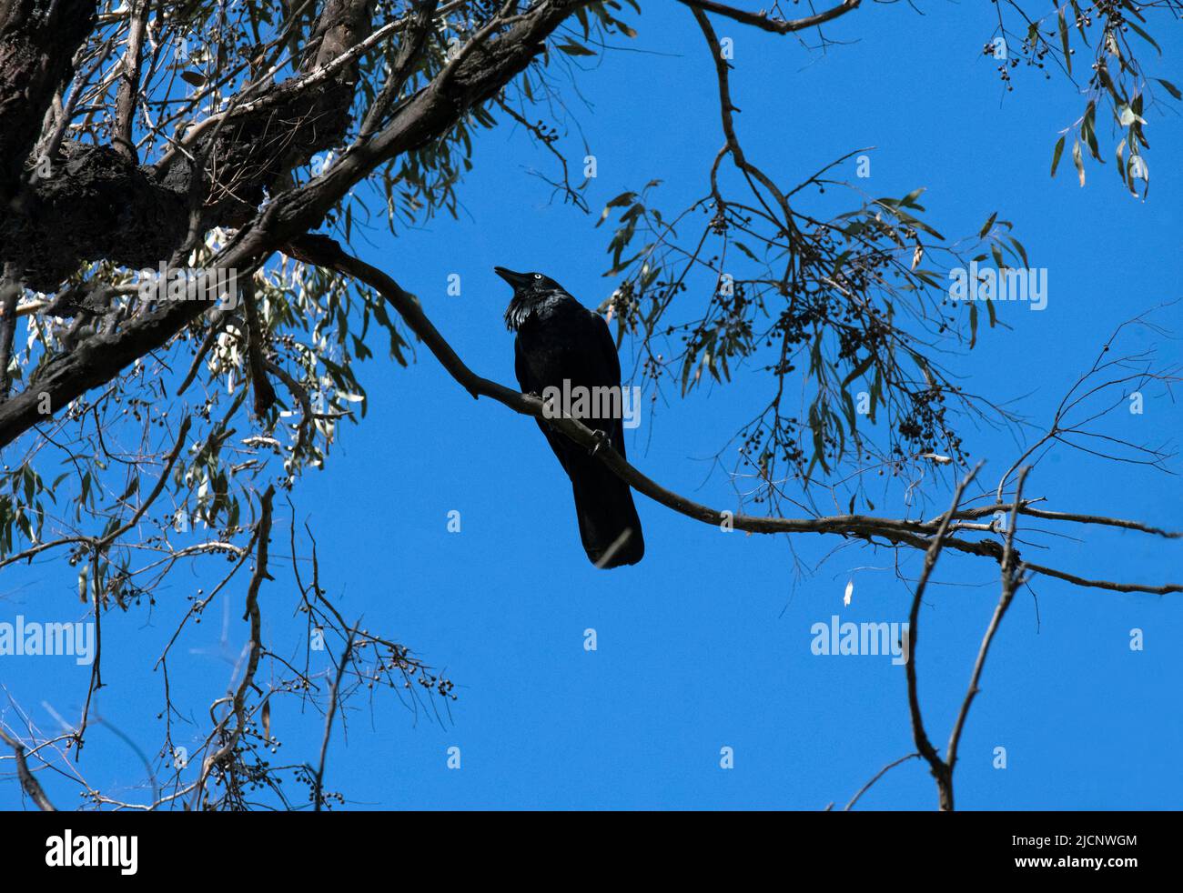 An Australian raven (Corvus coronoides) perched on a tree in Sydney ...