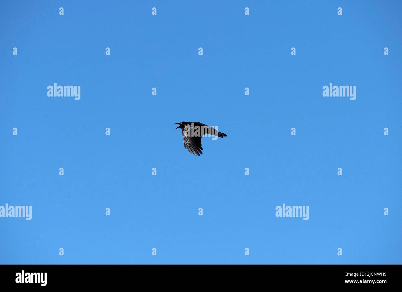 An Australian raven (Corvus coronoides) flying in the sky in Sydney ...