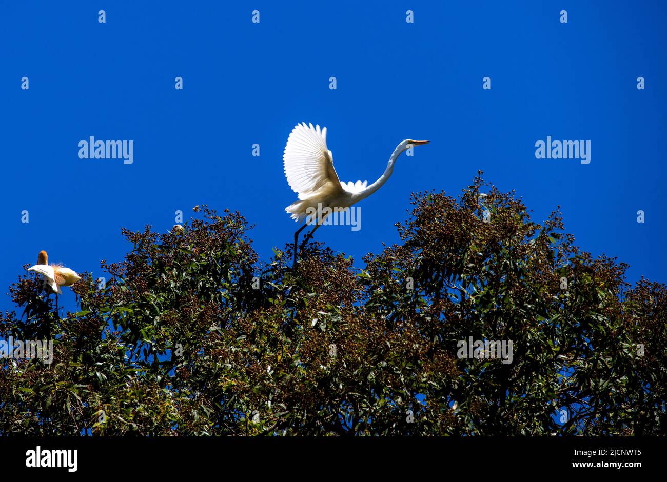 An Egret (Ardea alba) taking off from a tree in Sydney, NSW, Australia ...