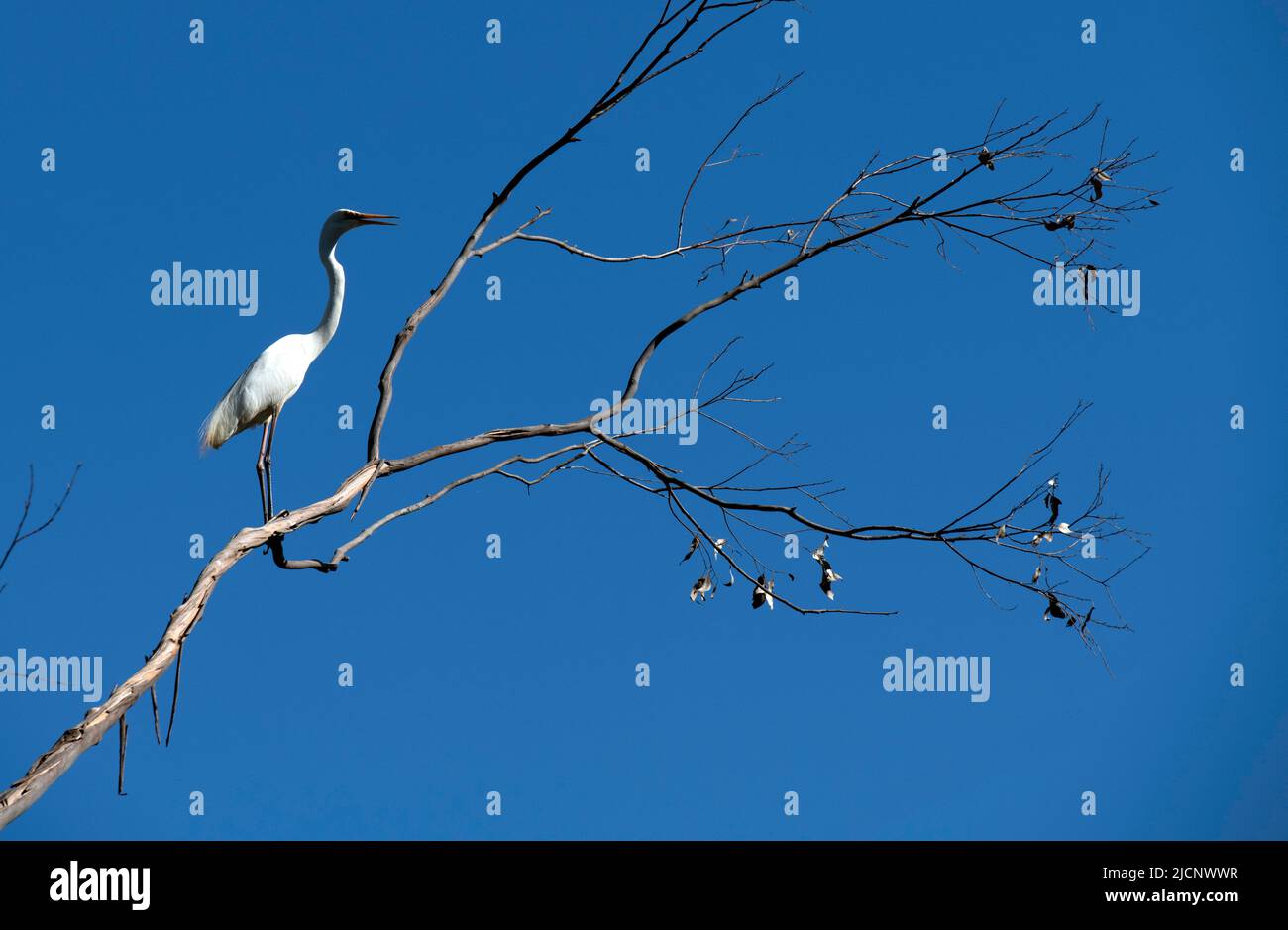 An Egret (Ardea alba) perched on a tree in Sydney, NSW, Australia ...