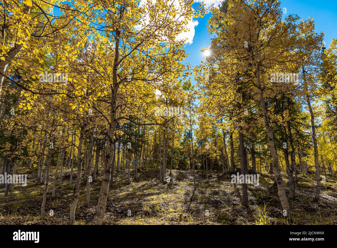 Fall in the boreal forest of Canada with yellow colored trees and blue sky background. Birch ...