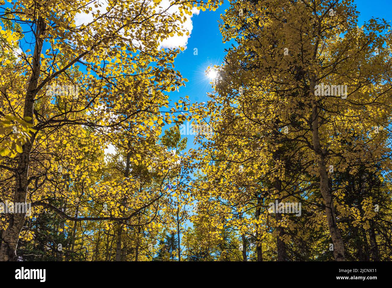 Fall in the boreal forest of Canada with yellow colored trees and blue ...
