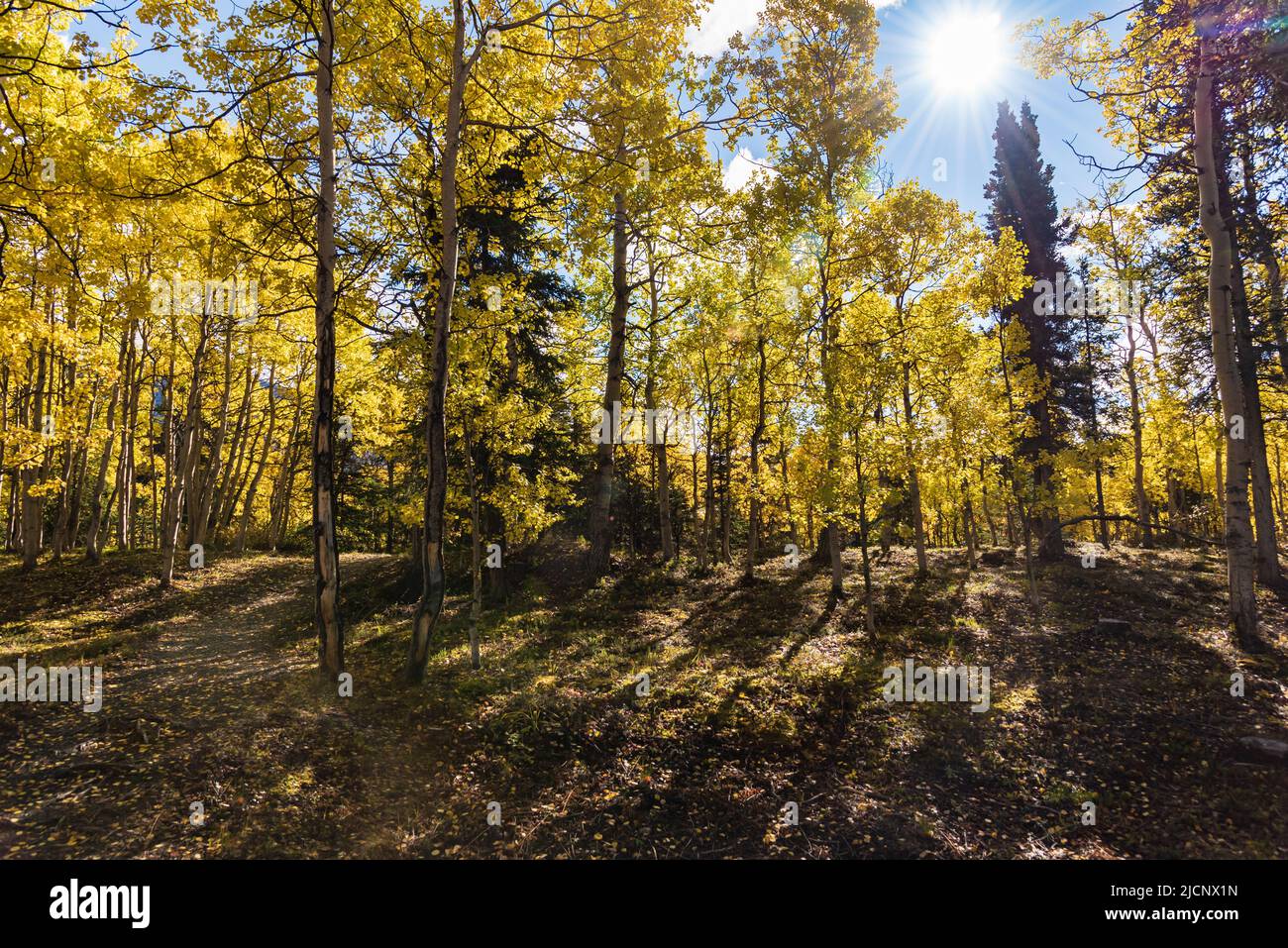 Fall in the boreal forest of Canada with yellow colored trees and blue ...