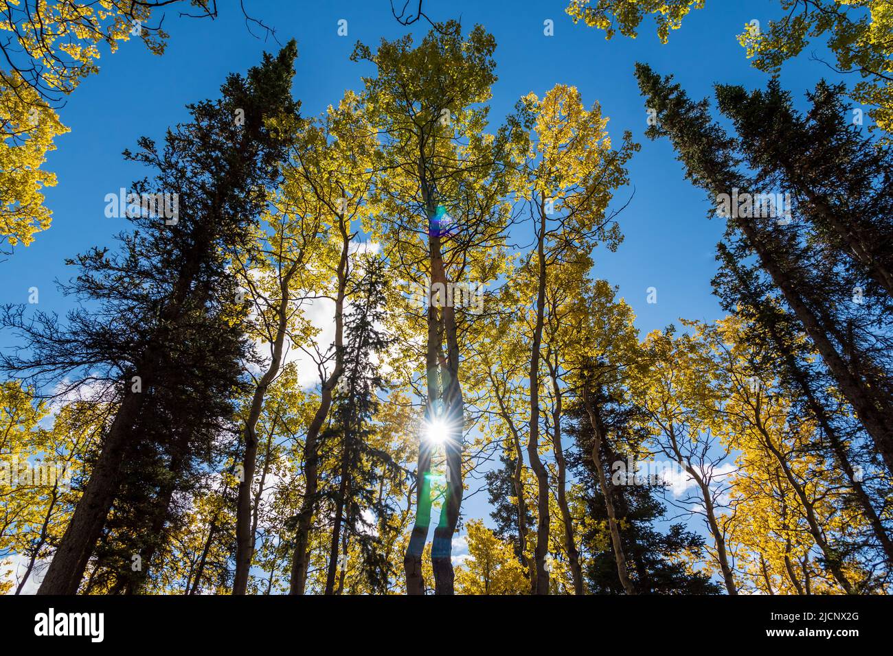 Fall in the boreal forest of Canada with yellow colored trees and blue ...