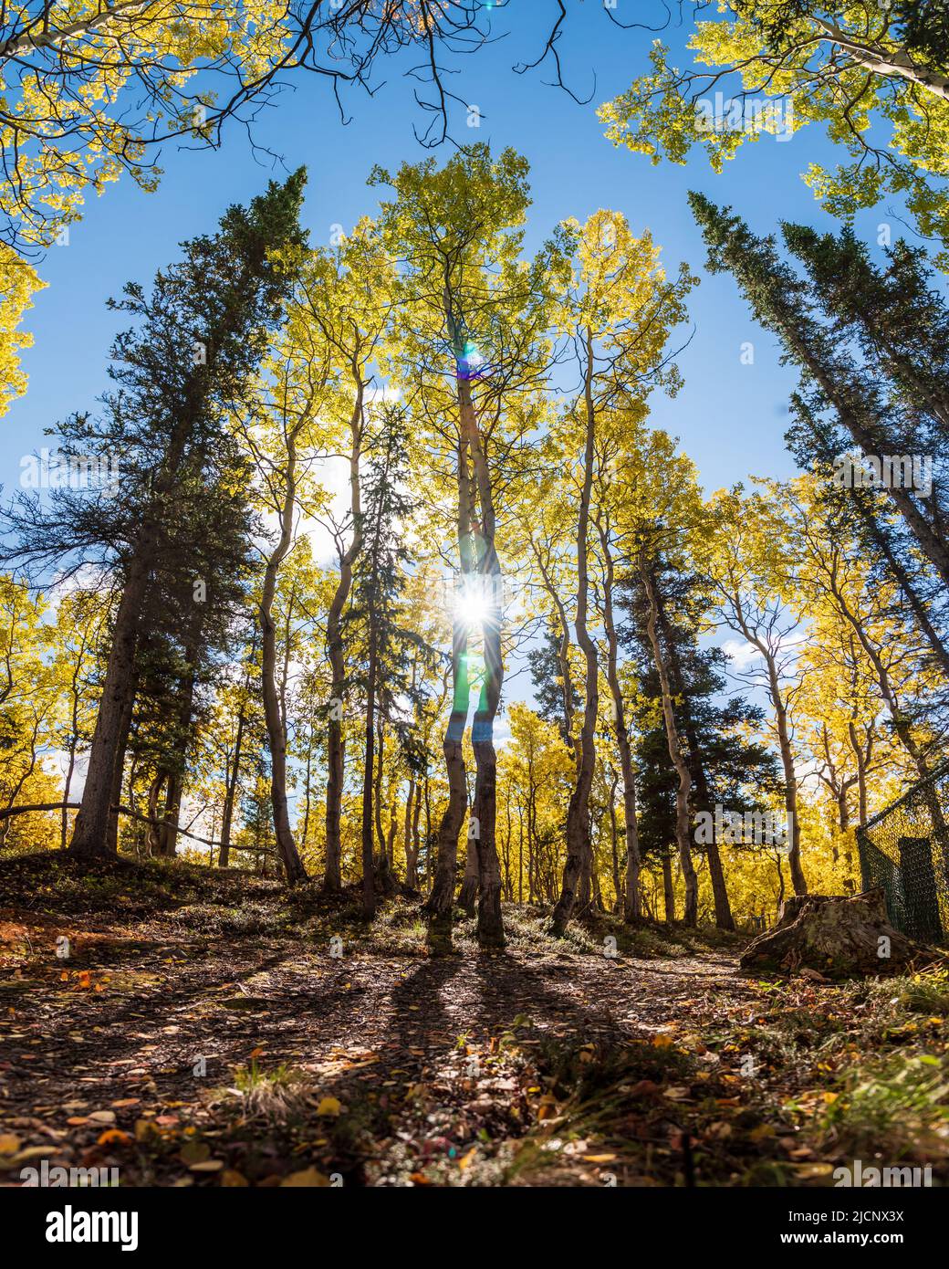 Fall in the boreal forest of Canada with yellow colored trees and blue sky background. Birch ...
