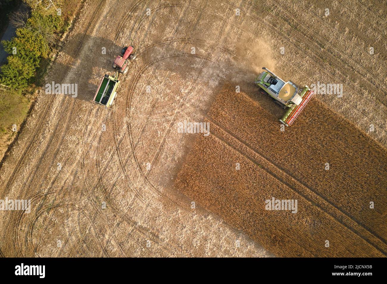 Aerial view of combine harvester and cargo trailer working during ...