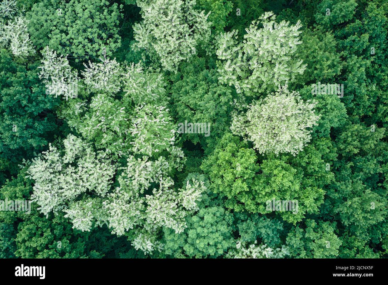 Aerial view of dark lush forest with blooming green trees canopies in ...