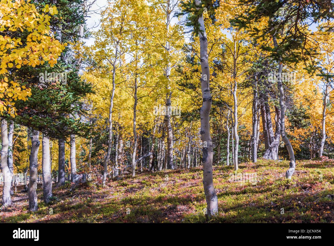 Fall in the boreal forest of Canada with yellow colored trees and blue sky background. Birch ...