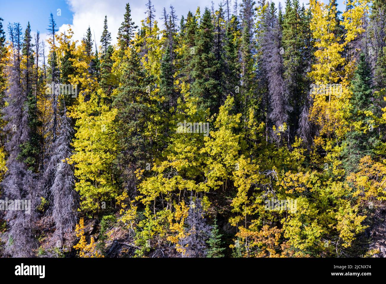 Fall in the boreal forest of Canada with yellow colored trees and blue sky background. Birch ...