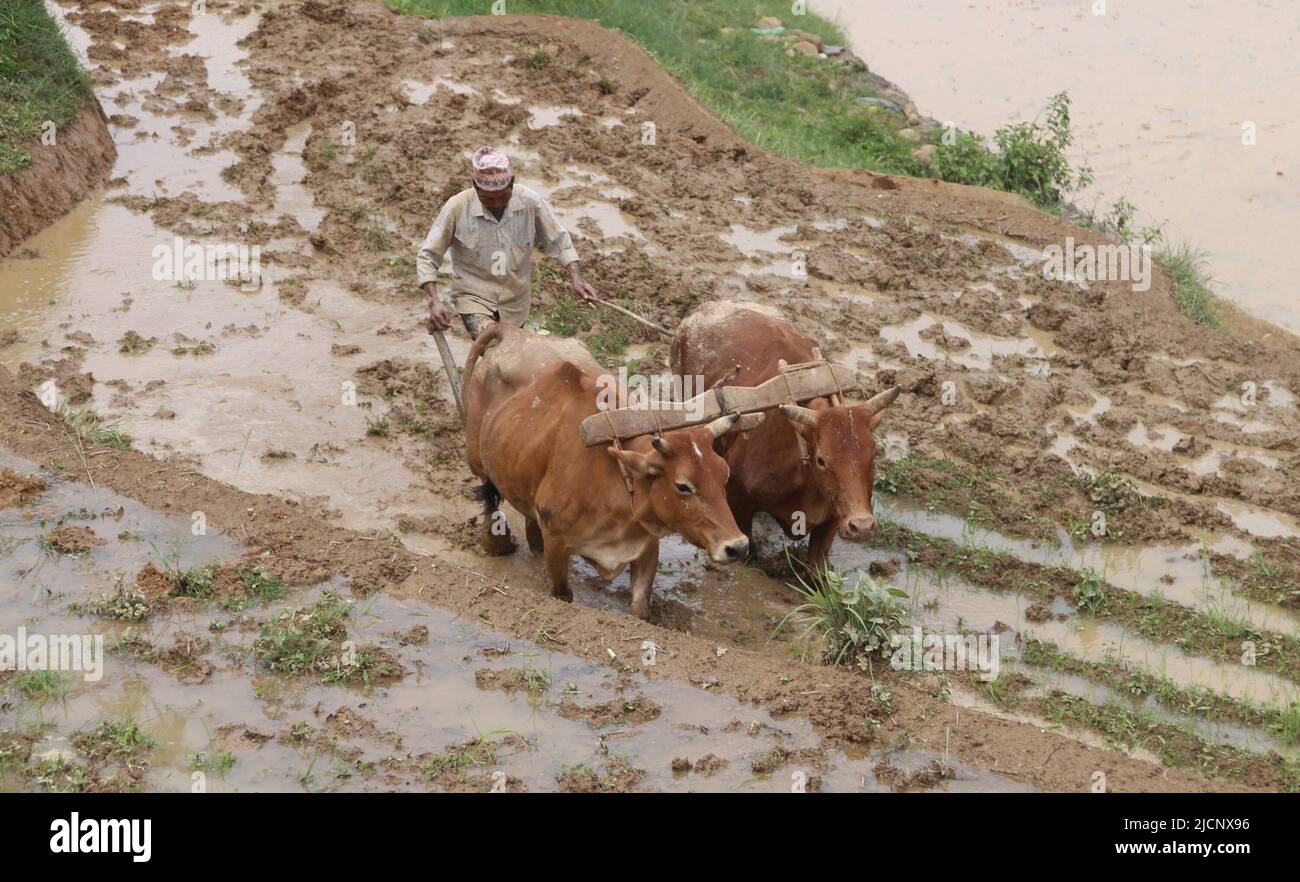 Lalitpur, Nepal. 11th June, 2022. A Nepali farmer ploughs a paddy field ...
