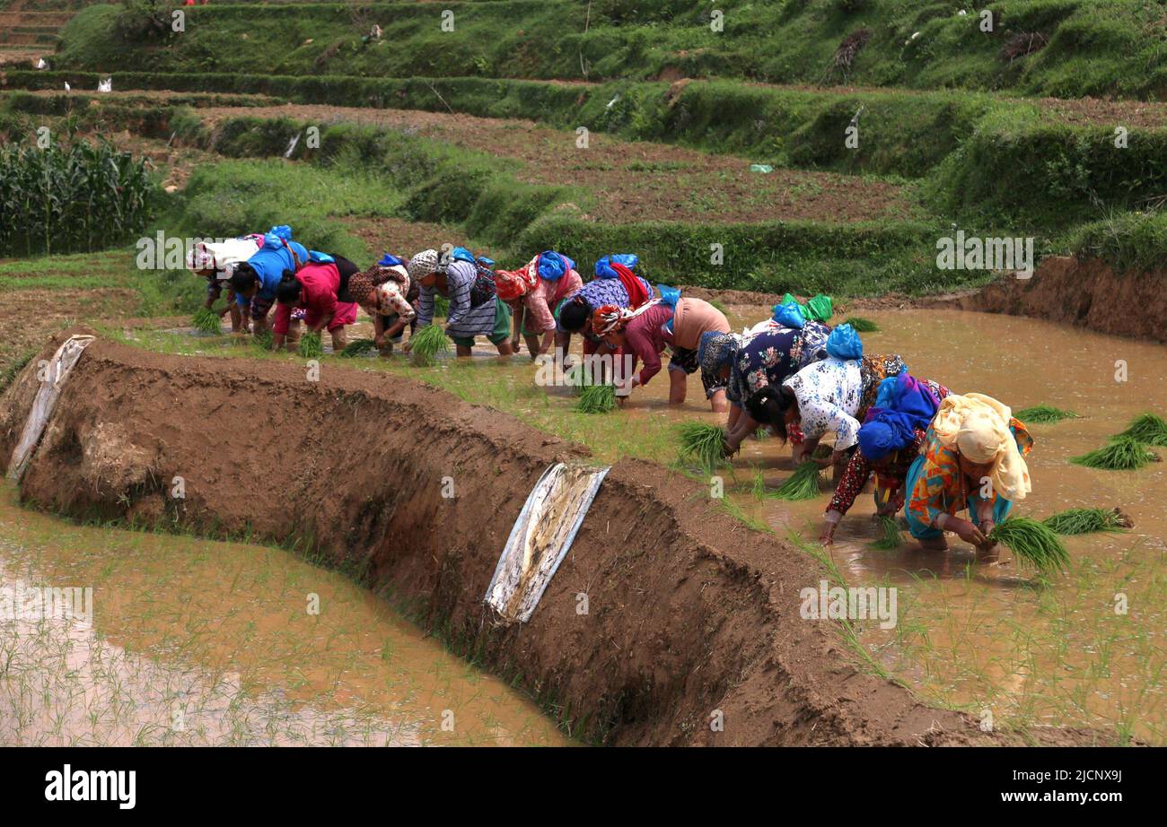 Lalitpur, Nepal. 11th June, 2022. Nepali women plant rice seedlings at ...