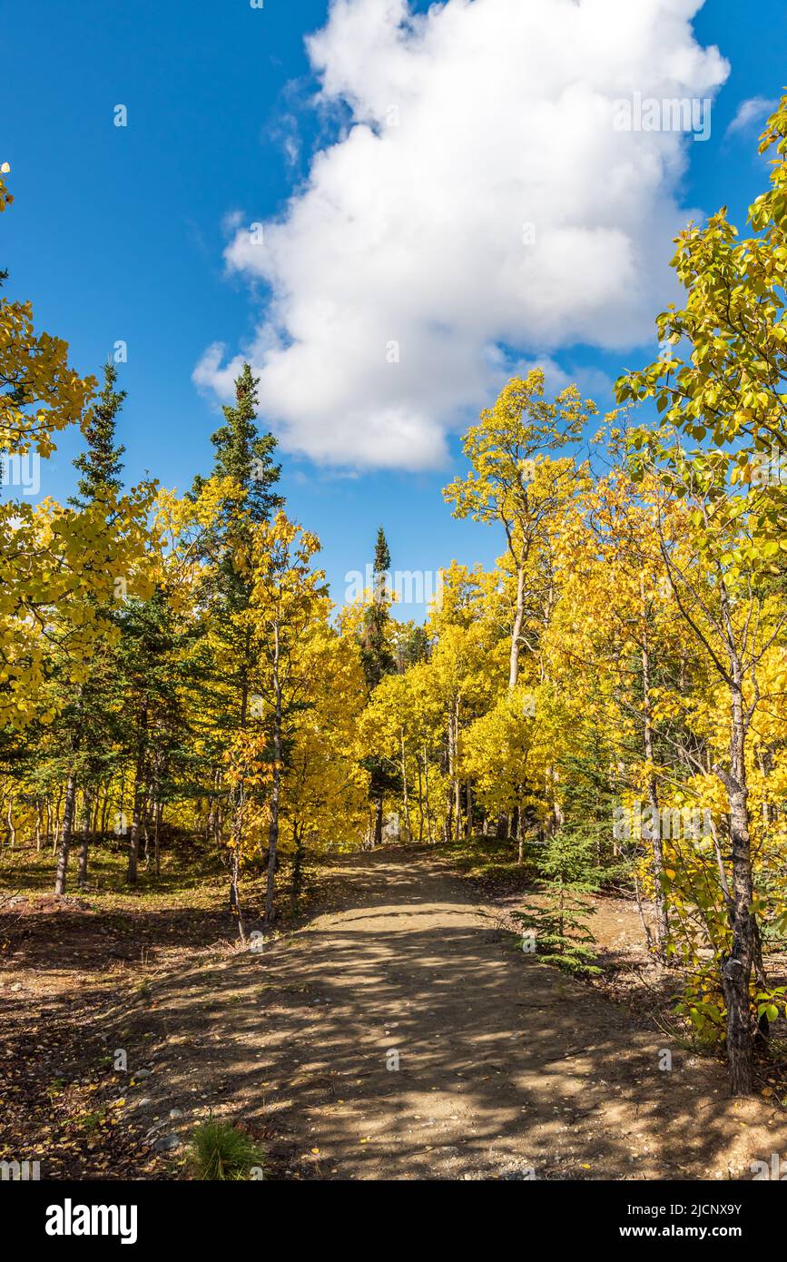 Fall in the boreal forest of Canada with yellow colored trees and blue ...