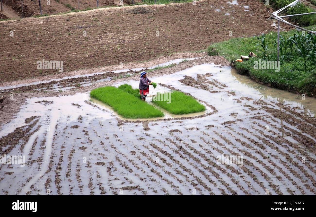 Lalitpur, Nepal. 11th June, 2022. A Nepali woman gets ready to plant ...