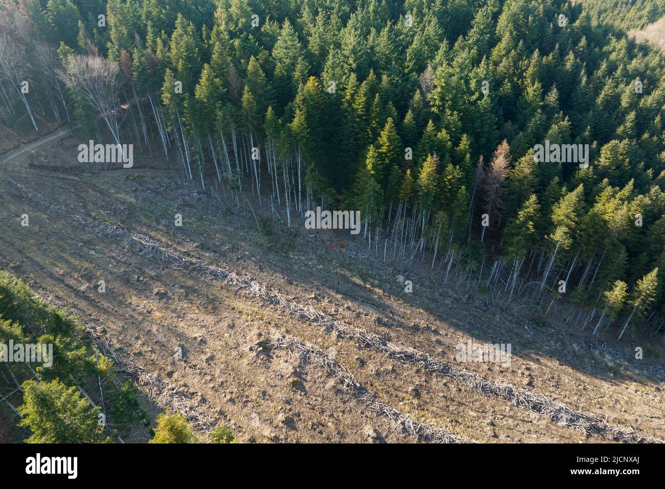 Aerial view of pine forest with large area of cut down trees as result of global deforestation ...