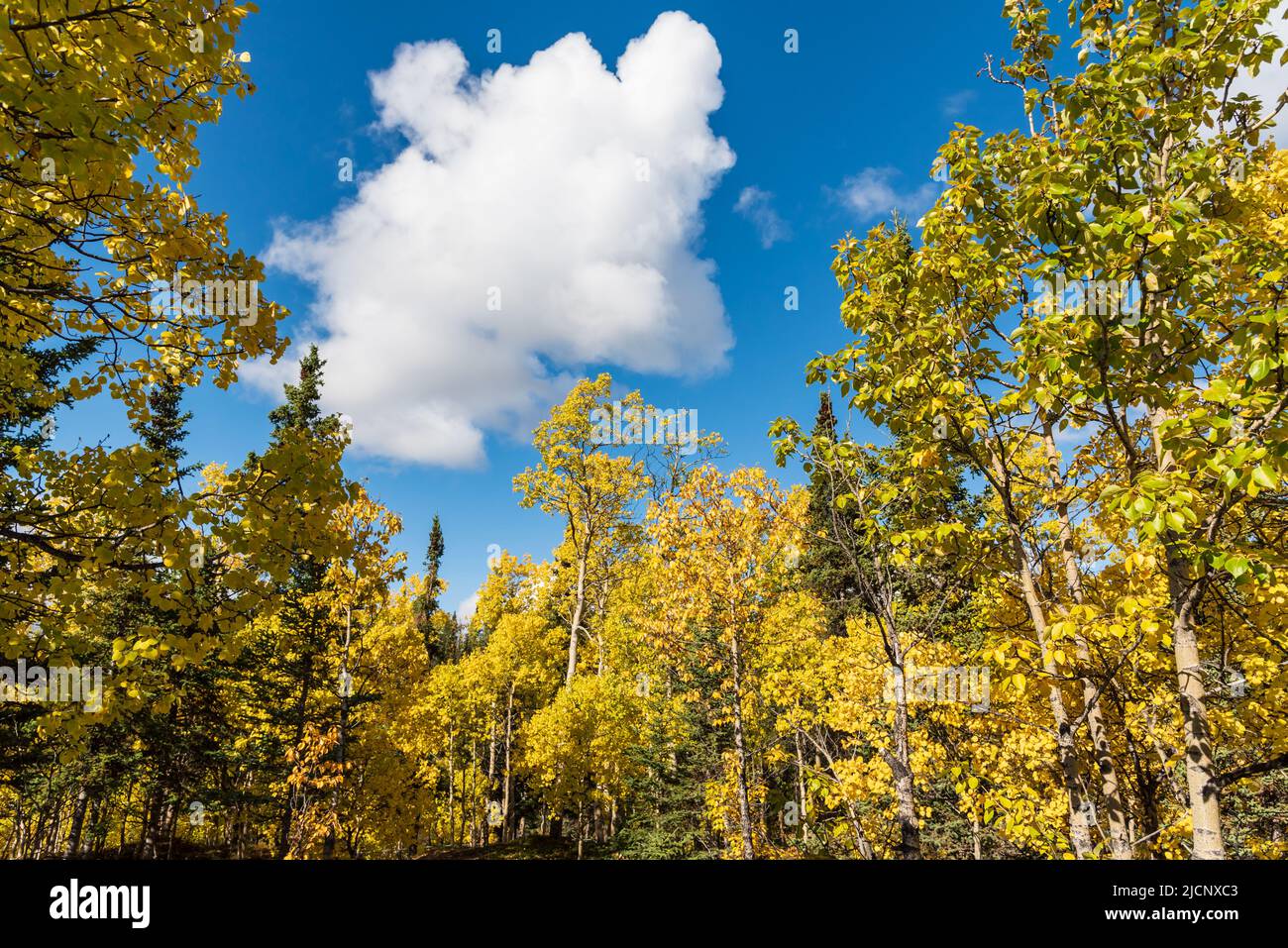Fall in the boreal forest of Canada with yellow colored trees and blue sky background. Birch ...