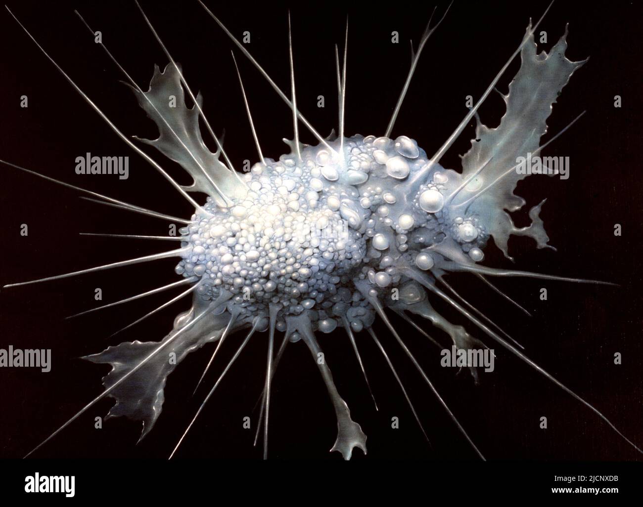 Illustration of an active macrophage white blood cell. Macrophages are ...