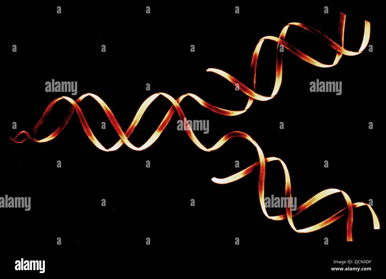 Illustration of a DNA (deoxyribonucleic acid) molecule (left ...