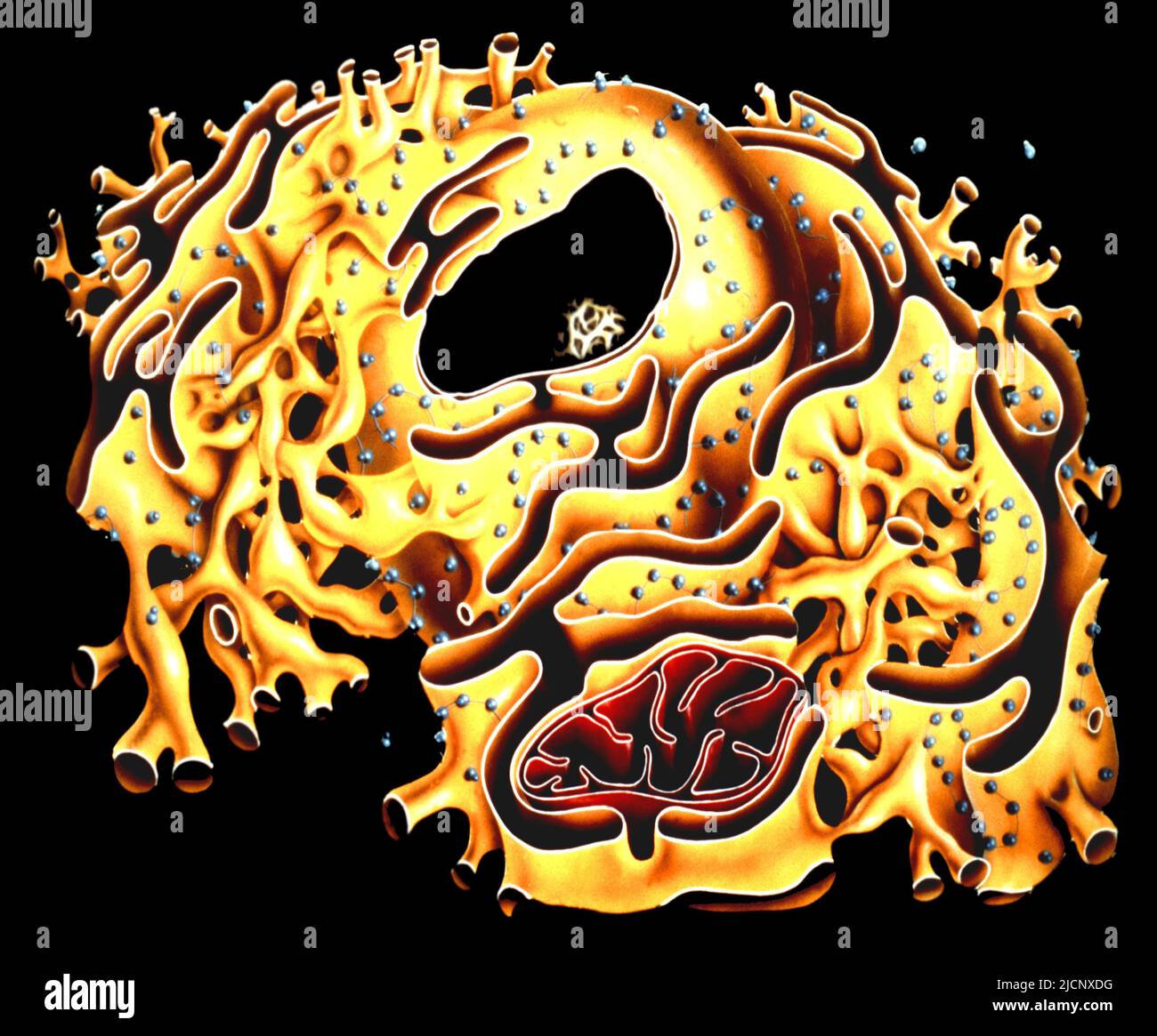 Illustration of rough endoplasmic reticulum (RER, yellow) surrounding a ...