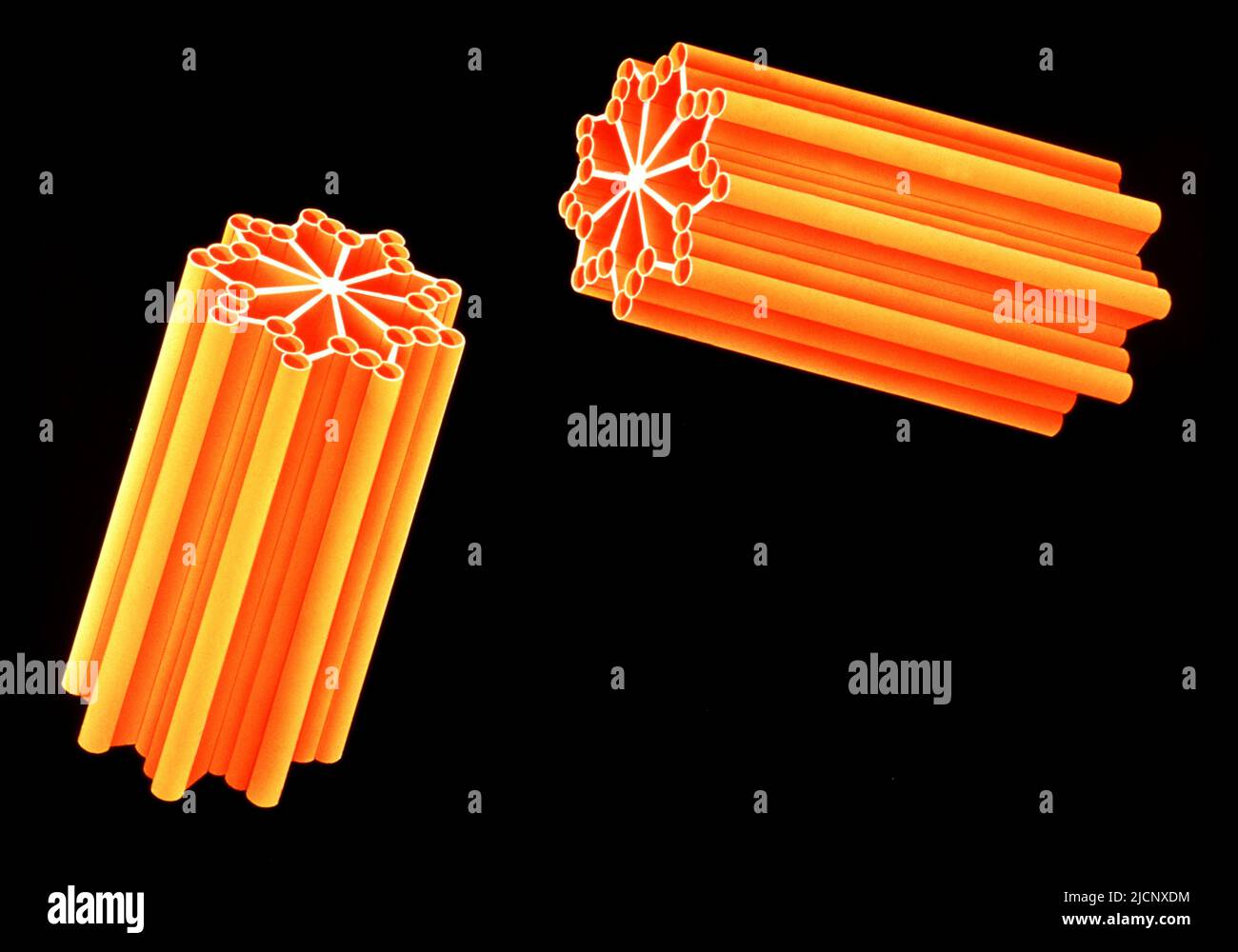 Illustration of a centrosome, an organelle from a eukaryotic cell. A ...