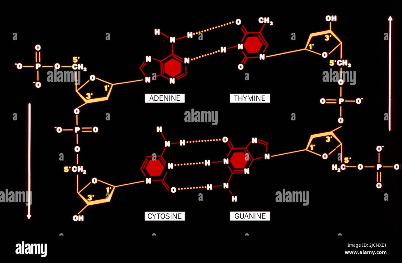 Hydrogen Bond Between Thymine And Adenine