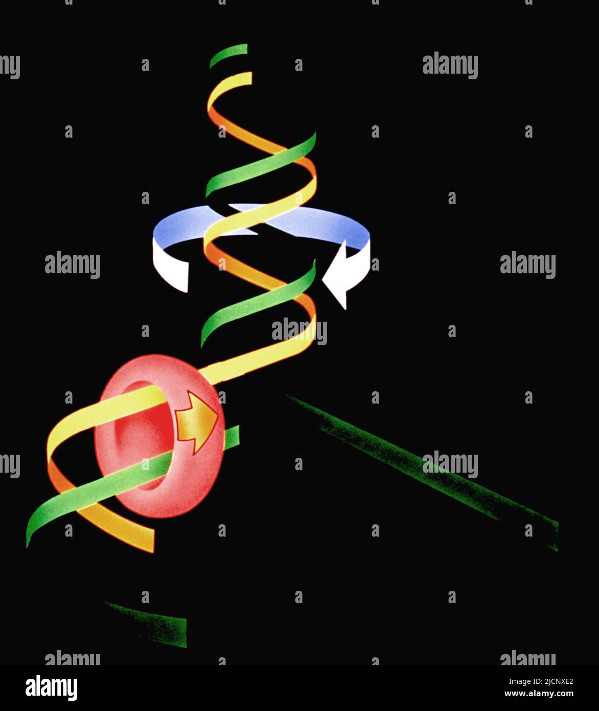 Illustration of a DNA (deoxyribonucleic acid) molecule (helix) replicating. DNA is composed of ...