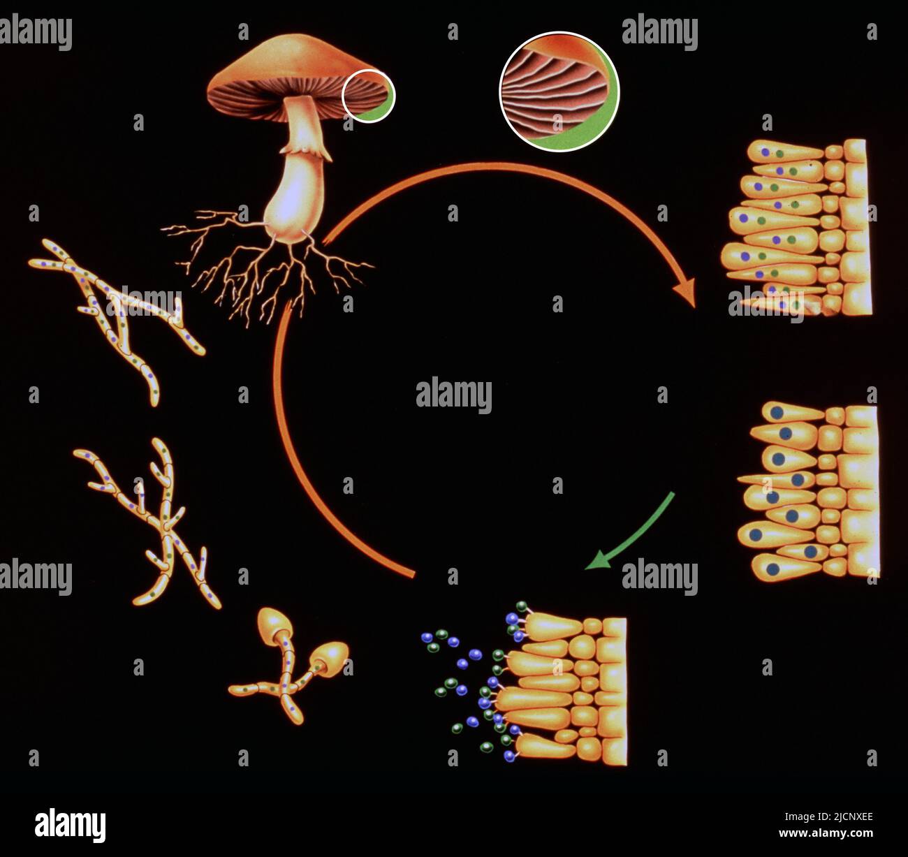 Illustration of the stages in the lifecycle of a Basidiomycetes fungus ...