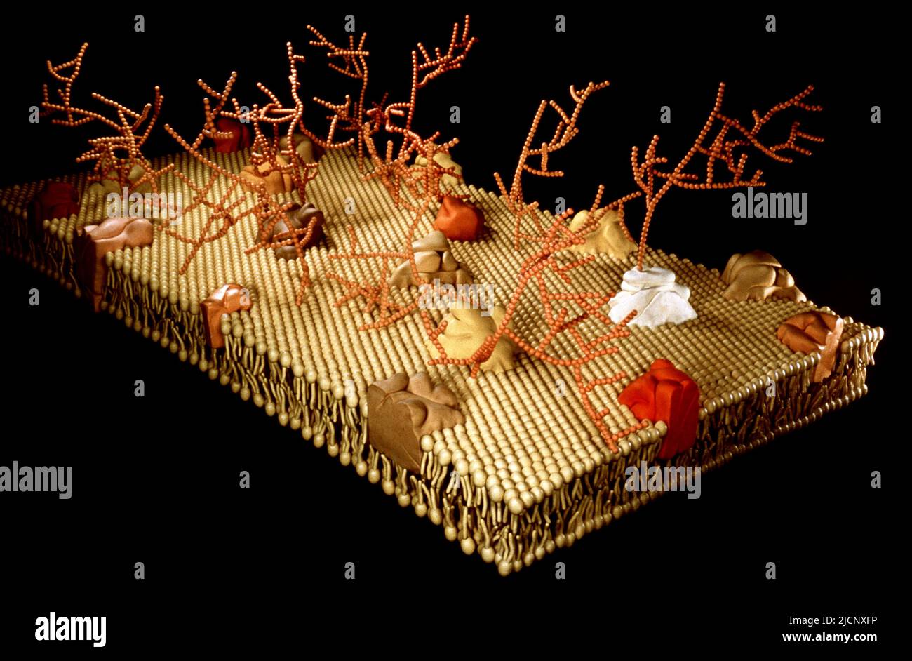 Illustration of a section through a cell membrane. This is a semi ...
