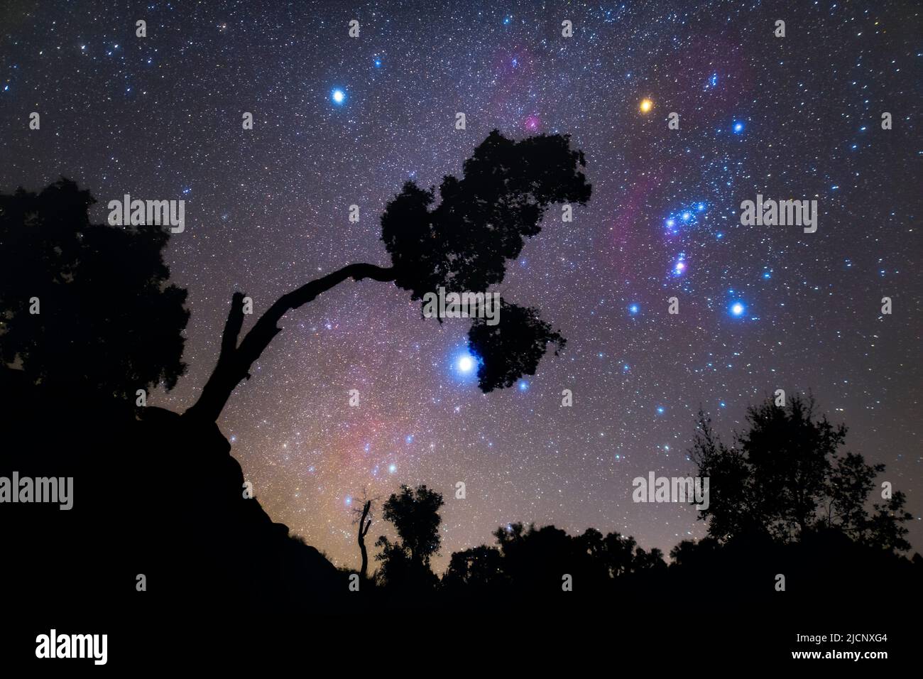 Occultation of Sirius behind a silhouette of trees. Photographed in ...