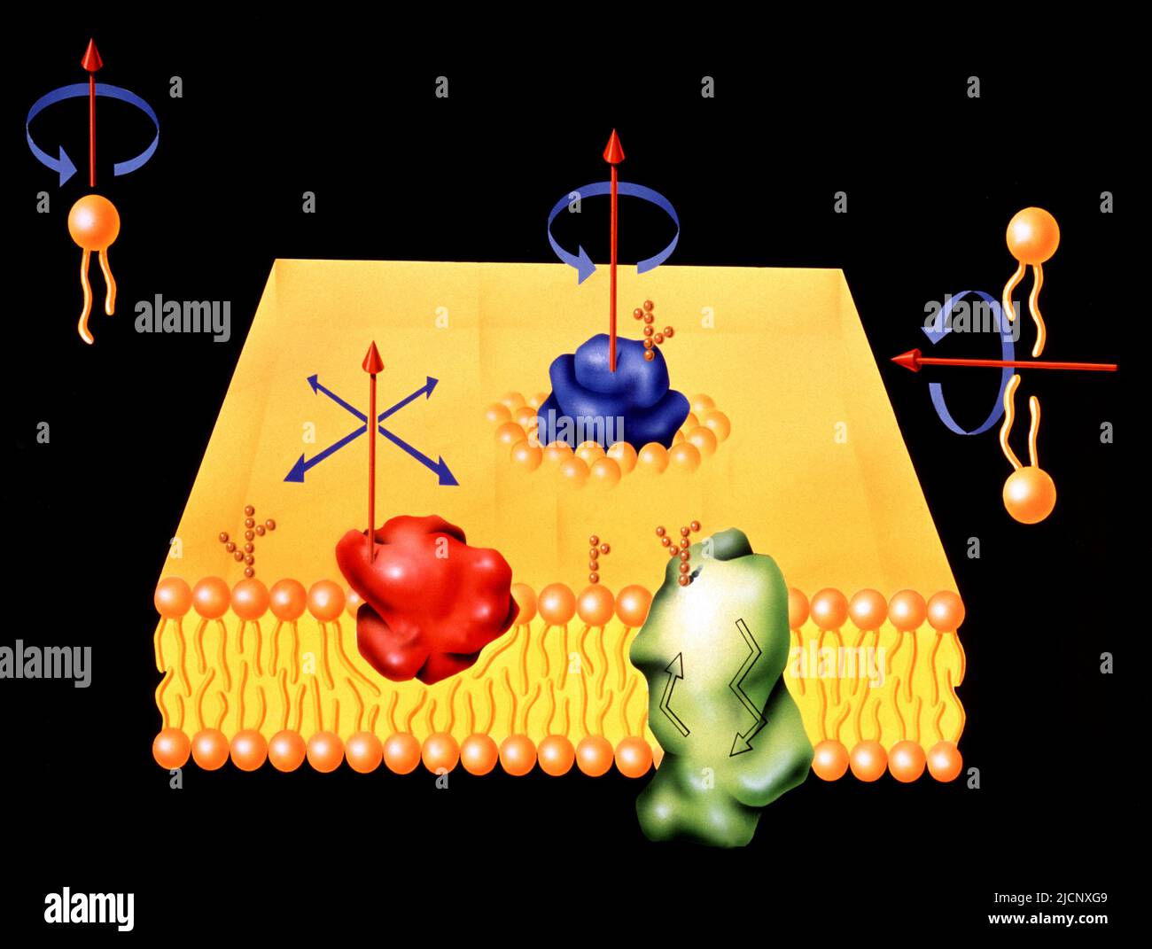 Illustration of a section through a cell membrane. This is a semi ...
