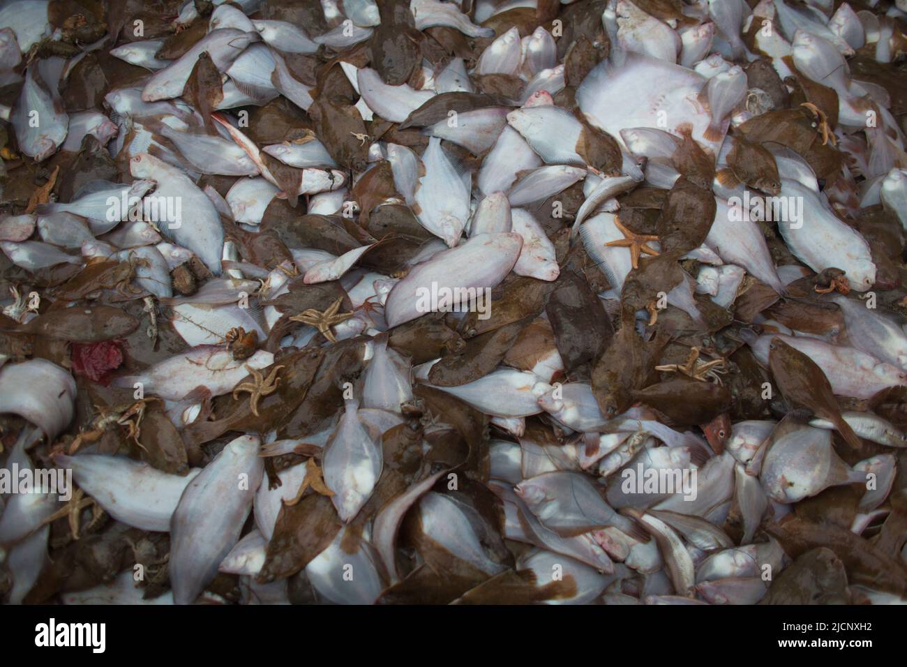 Fish caught by a Dutch fishing vessel fishing on the North Sea for sole ...