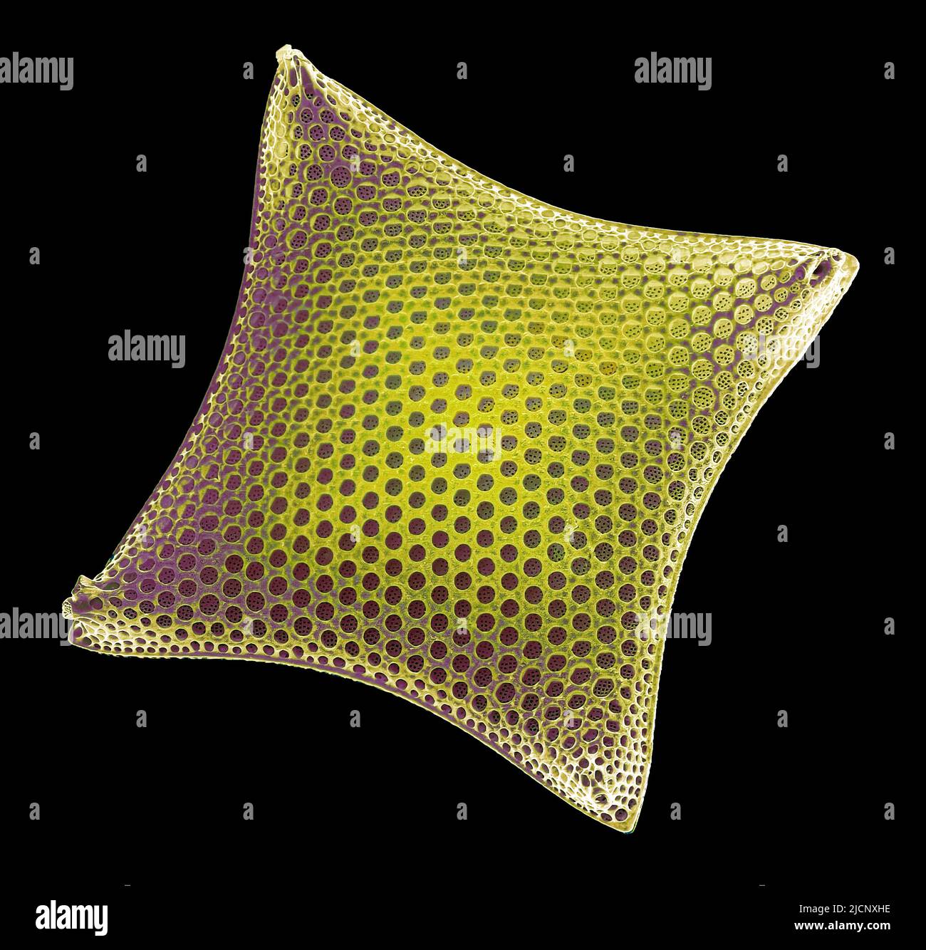 Diatom. Coloured scanning electron micrograph (SEM) of a Triceratium sp ...