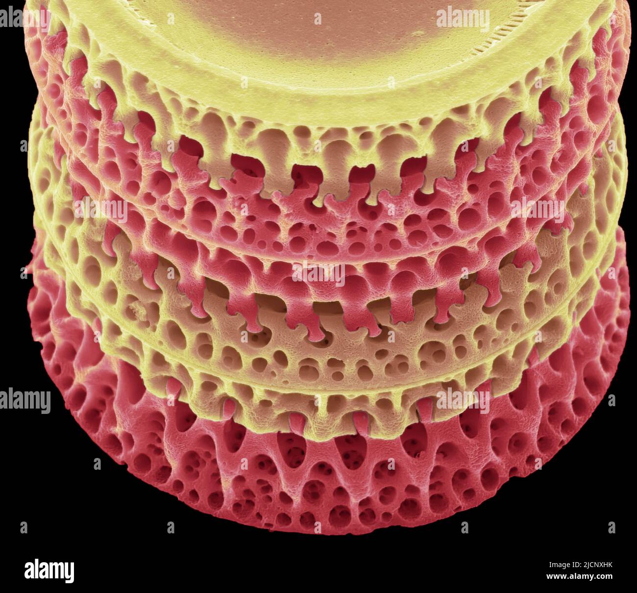 Diatom. Coloured scanning electron micrograph (SEM) of a Paralia sp ...