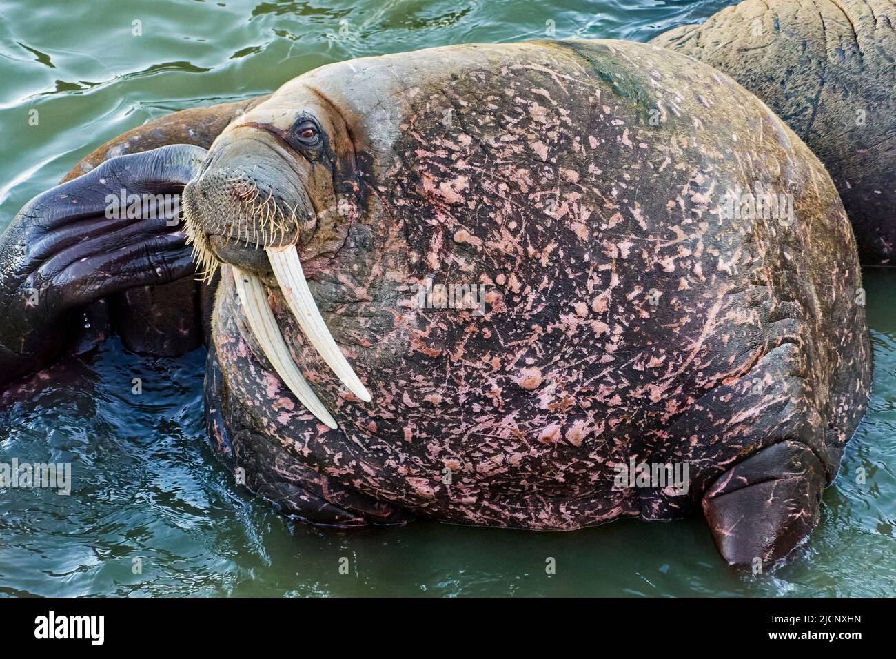 Atlantic walrus (Odobenus rosmarus), Barents Sea Stock Photo - Alamy