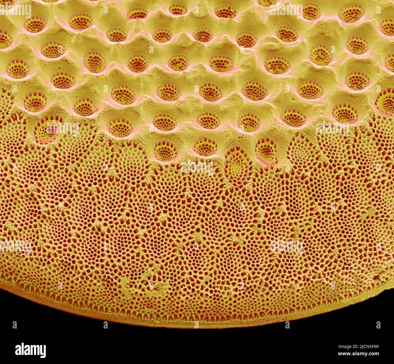Diatom. Coloured scanning electron micrograph (SEM) of a Coscinodiscus ...