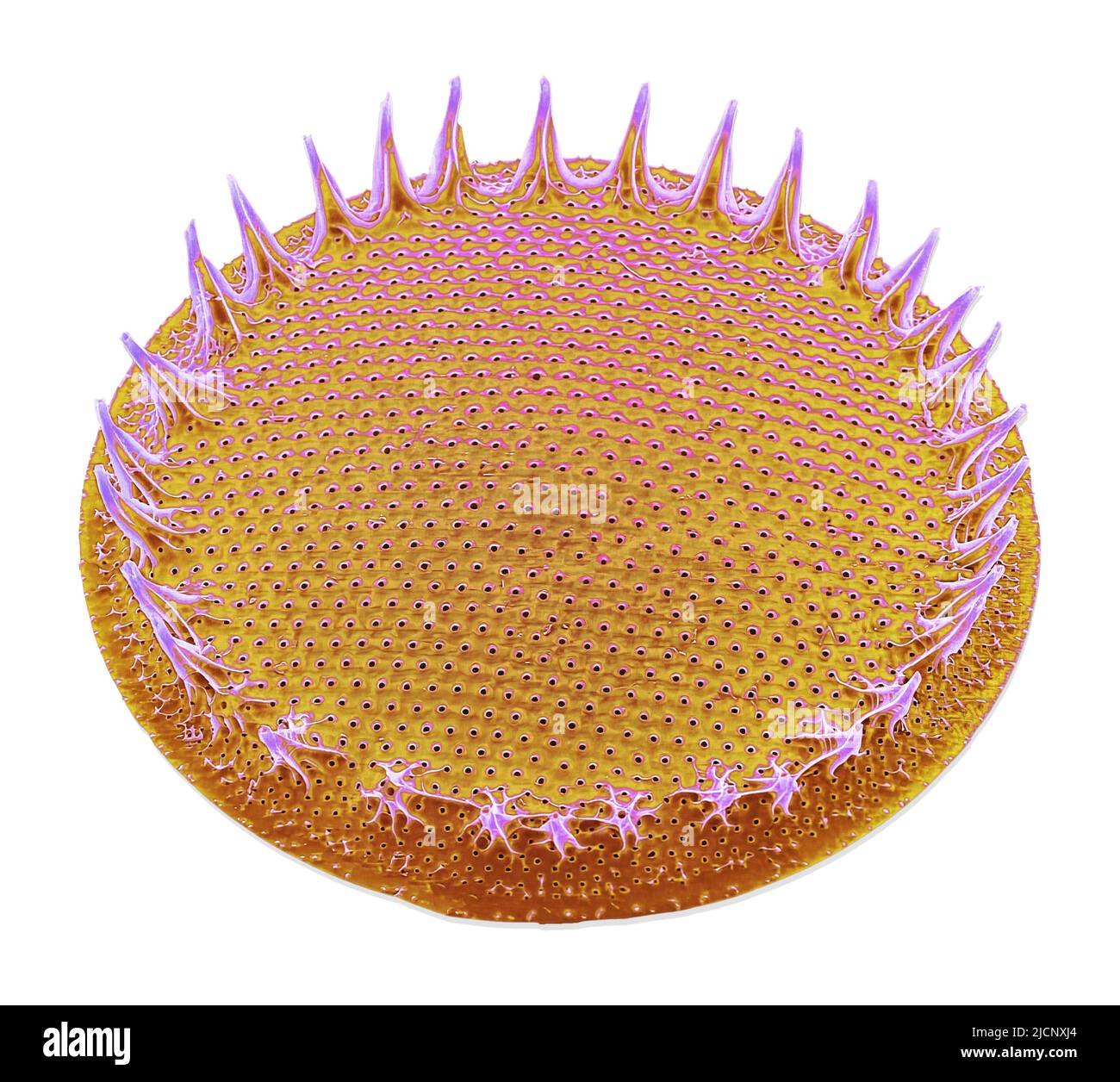 Diatom. Coloured scanning electron micrograph (SEM) of an unidentified ...
