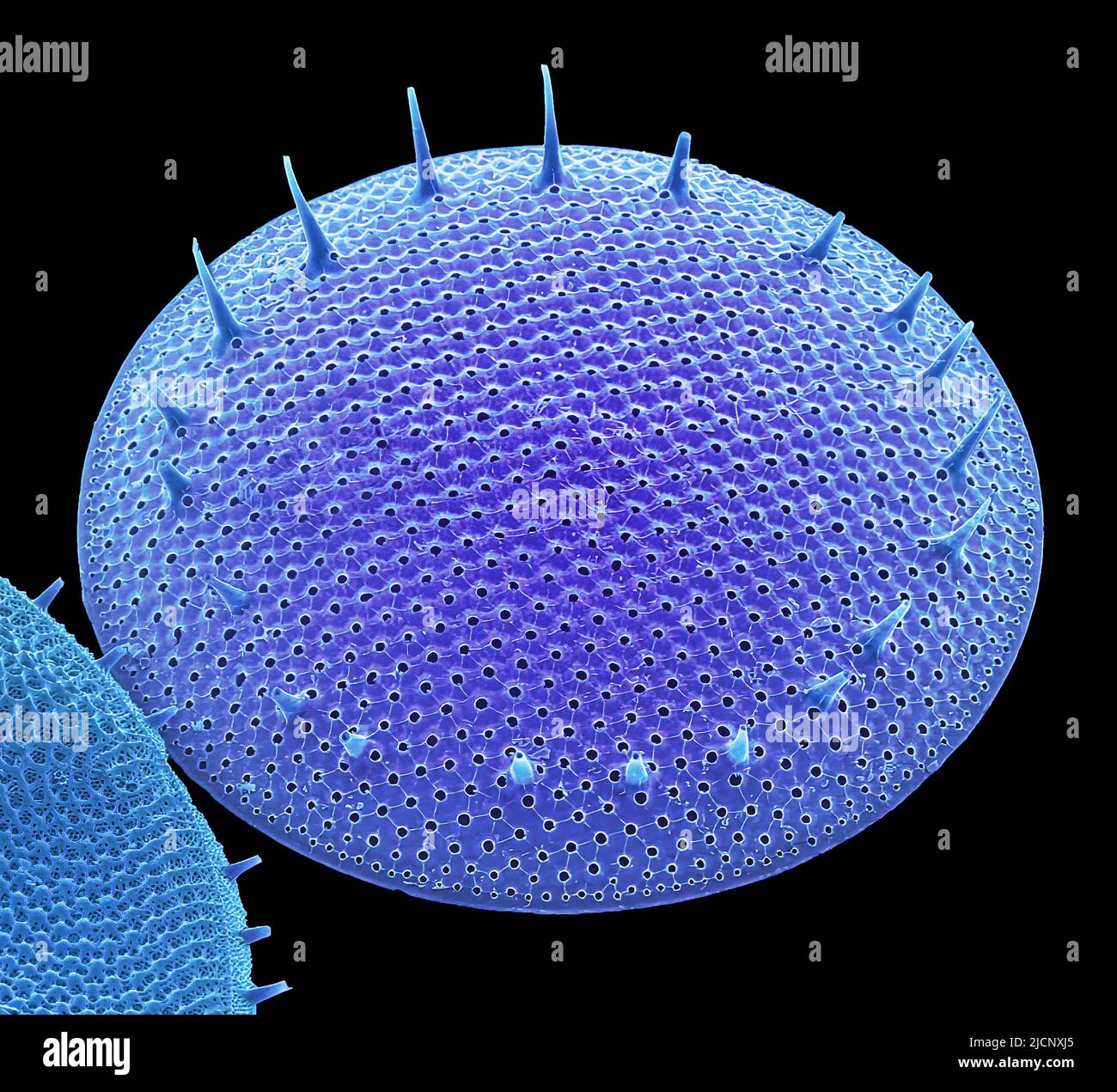 Diatom. Coloured scanning electron micrograph (SEM) of an unidentified ...