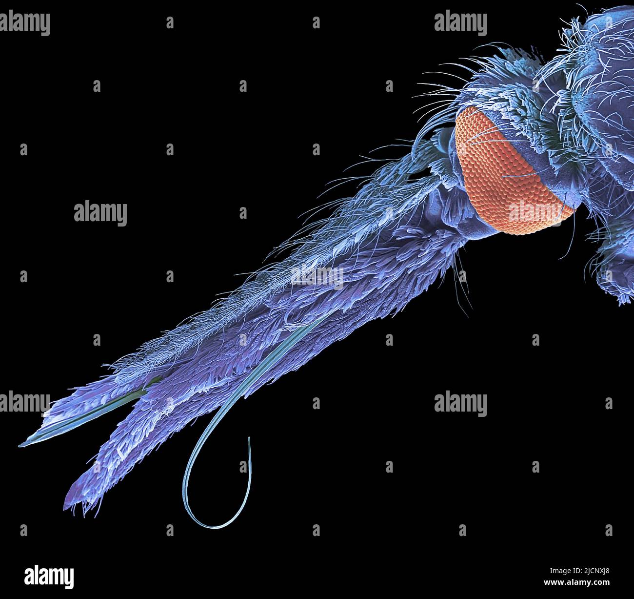 Anopheles mosquito. Coloured scanning electron micrograph (SEM) of a ...