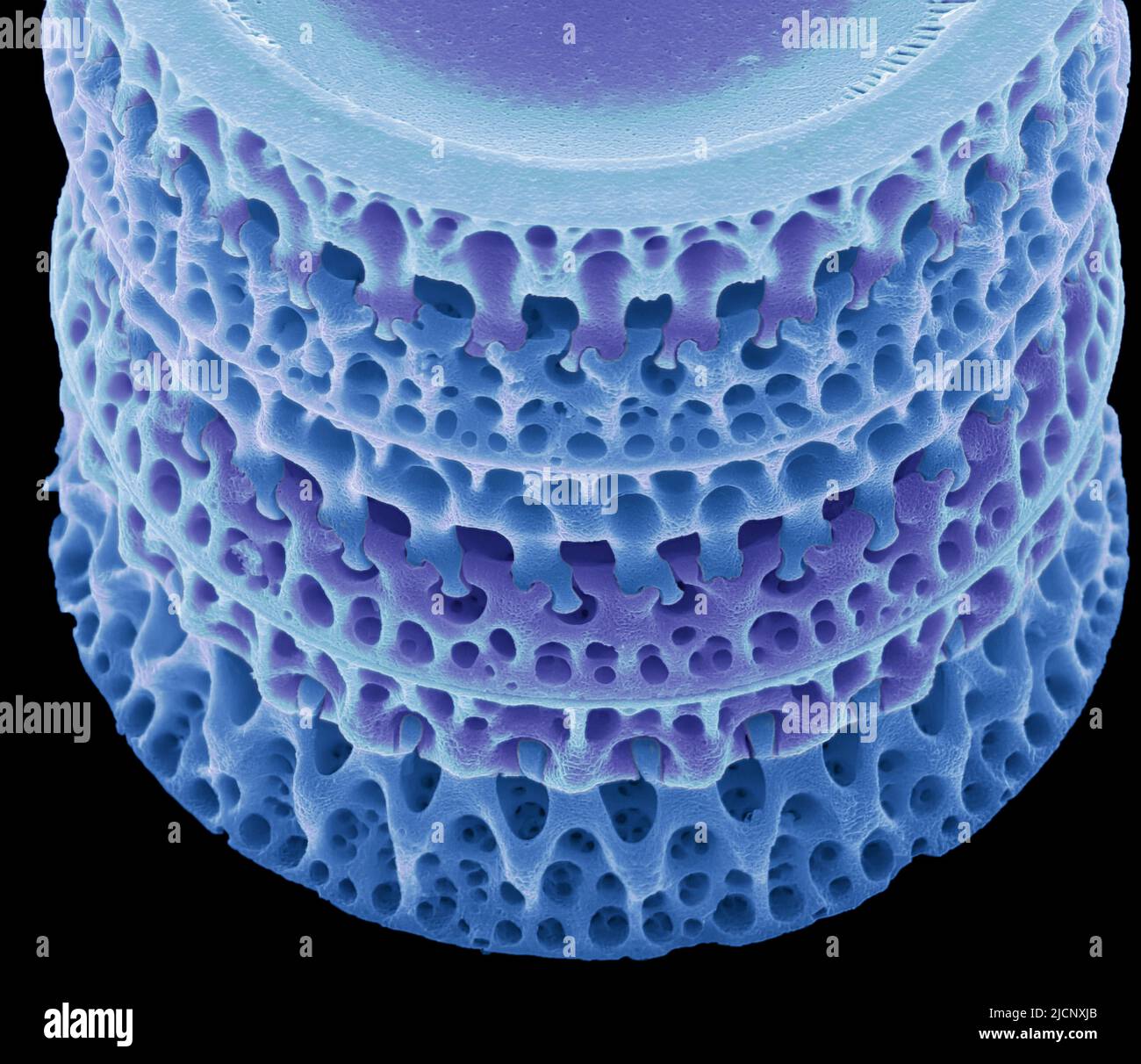 Diatom. Coloured scanning electron micrograph (SEM) of a Paralia sp ...